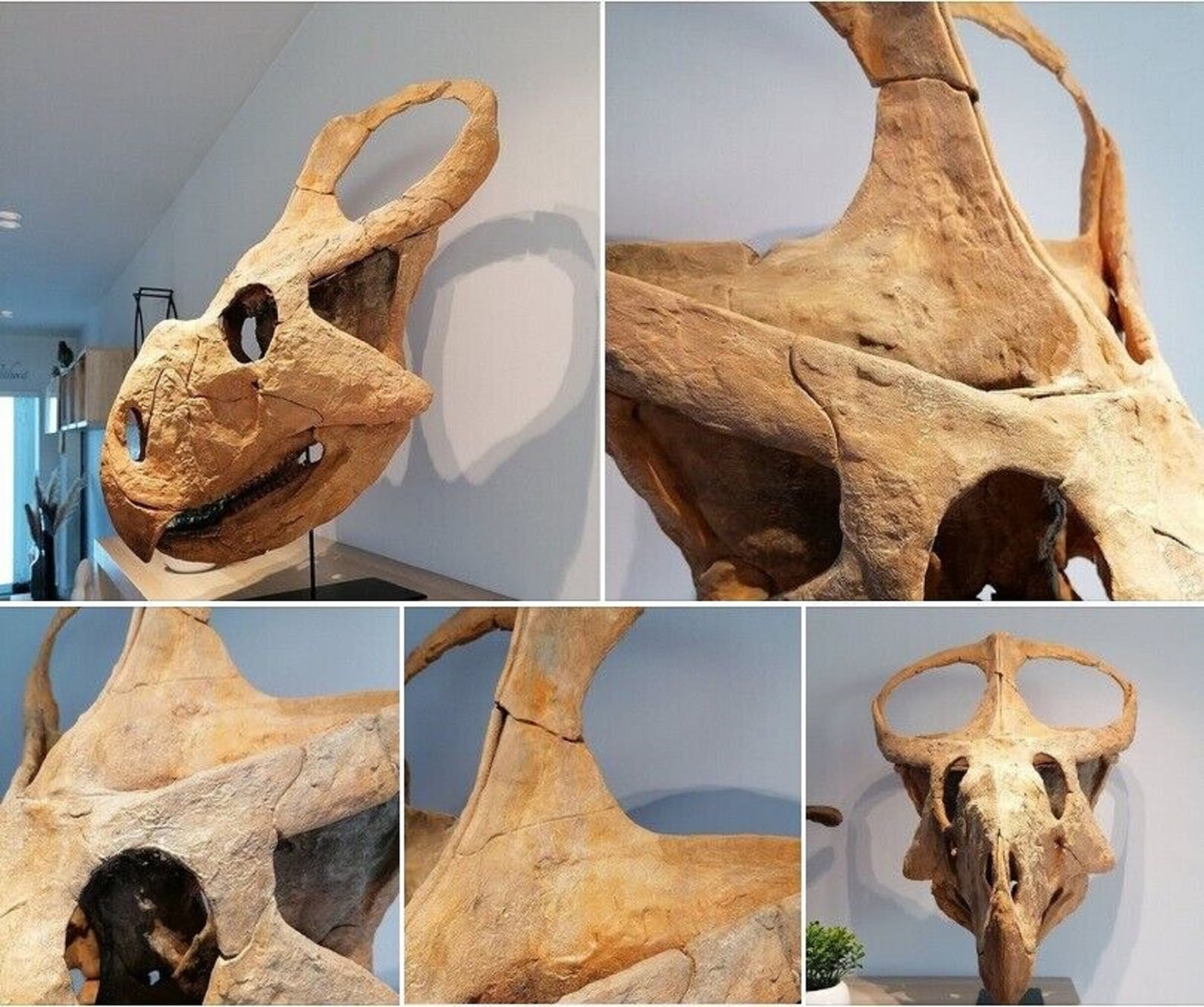 3d Printed Protoceratops Adult Skull Head Skull Skeleton Model Dinosaur ...