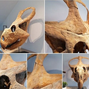 3d Printed Protoceratops Adult Skull Head Skull Skeleton Model Dinosaur ...