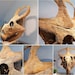 3d Printed Protoceratops Adult Skull Head Skull Skeleton Model Dinosaur 1:1 - Etsy