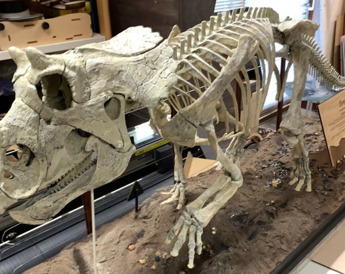 3d Printed Triceratops Horridus Baby Skeleton Model Dinosaur 1:2 - Etsy