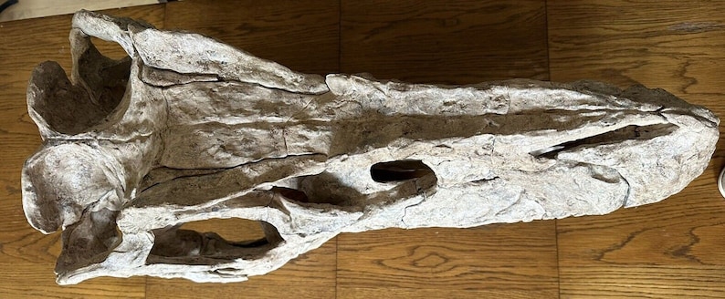 3d Printed Allosaurus Head Skull Skeleton Dinosaur, Painted and ...