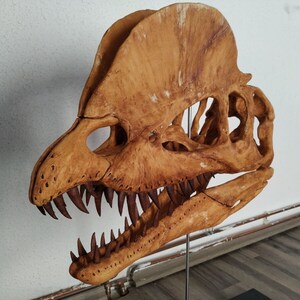 3d Printed Dilophosaurus Head Skull Skeleton Dinosaur, Assembled and ...