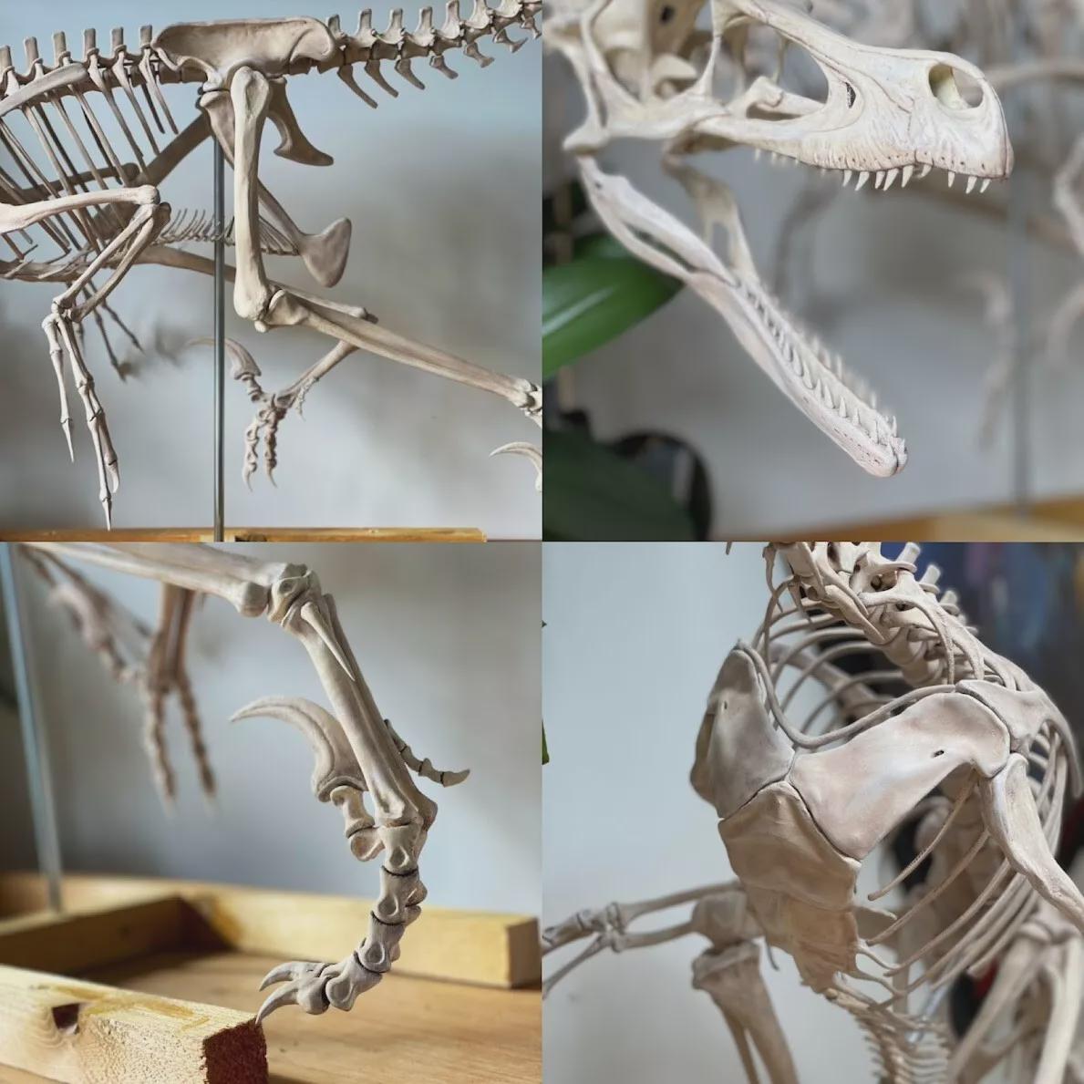 3D Printed Velociraptor Skeleton Model Dinosaur 1:1 Life Size Replica ...
