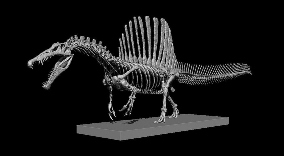 3d Printed the Skull of Spinosaurus Spinosaurid Skeleton Model Dinosaur ...