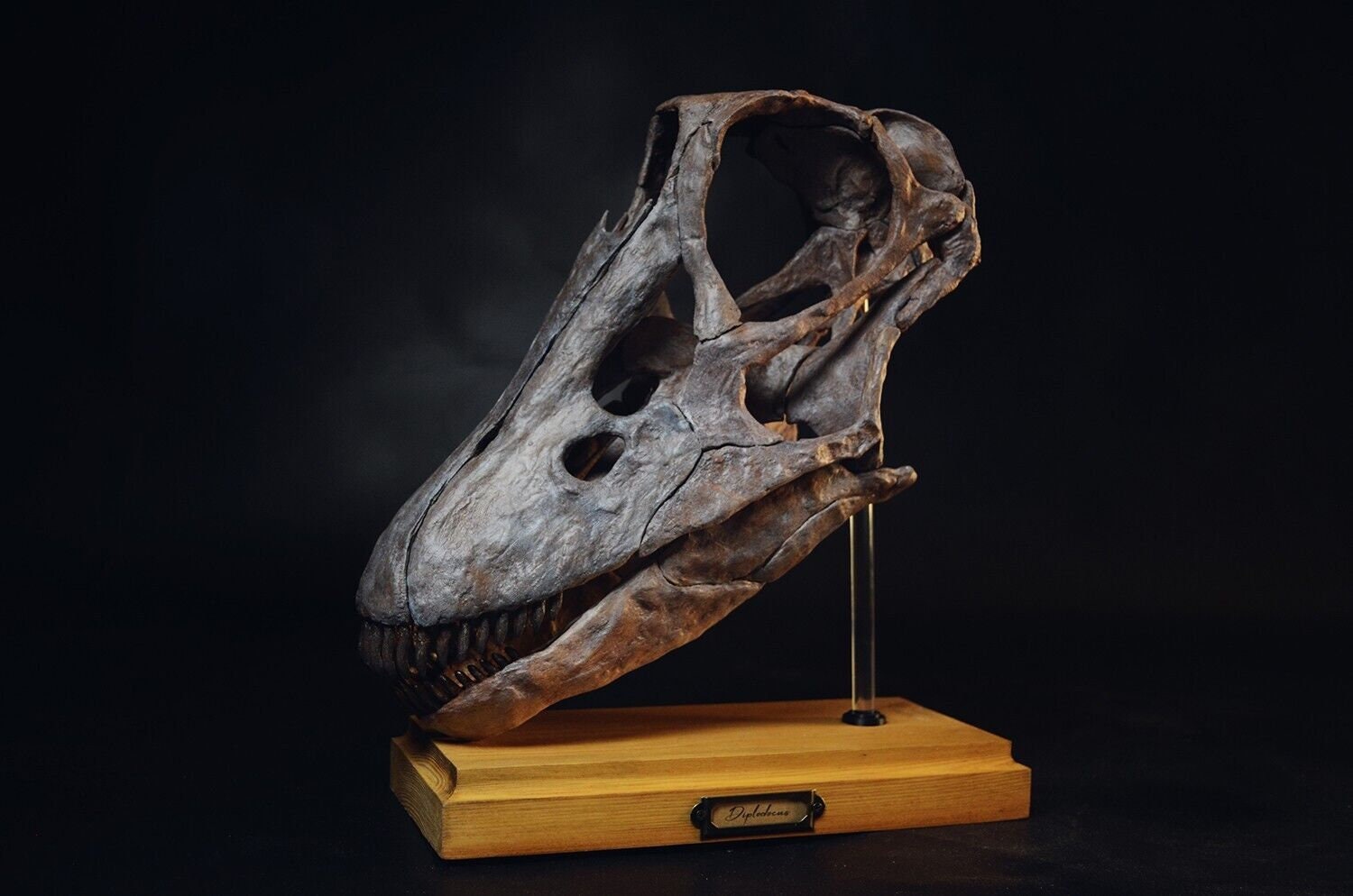 3d Printed Diplodocus Head Skull Skeleton Model Dinosaur 1:1 - Etsy