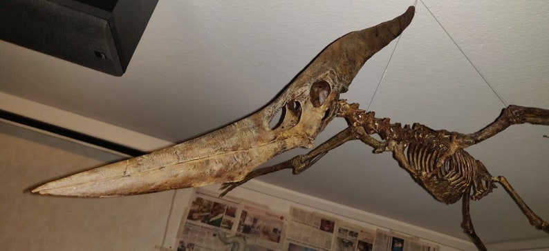3d Printed Pteranodon, Flying Reptile Pterosaur Skeleton Model Dinosaur ...