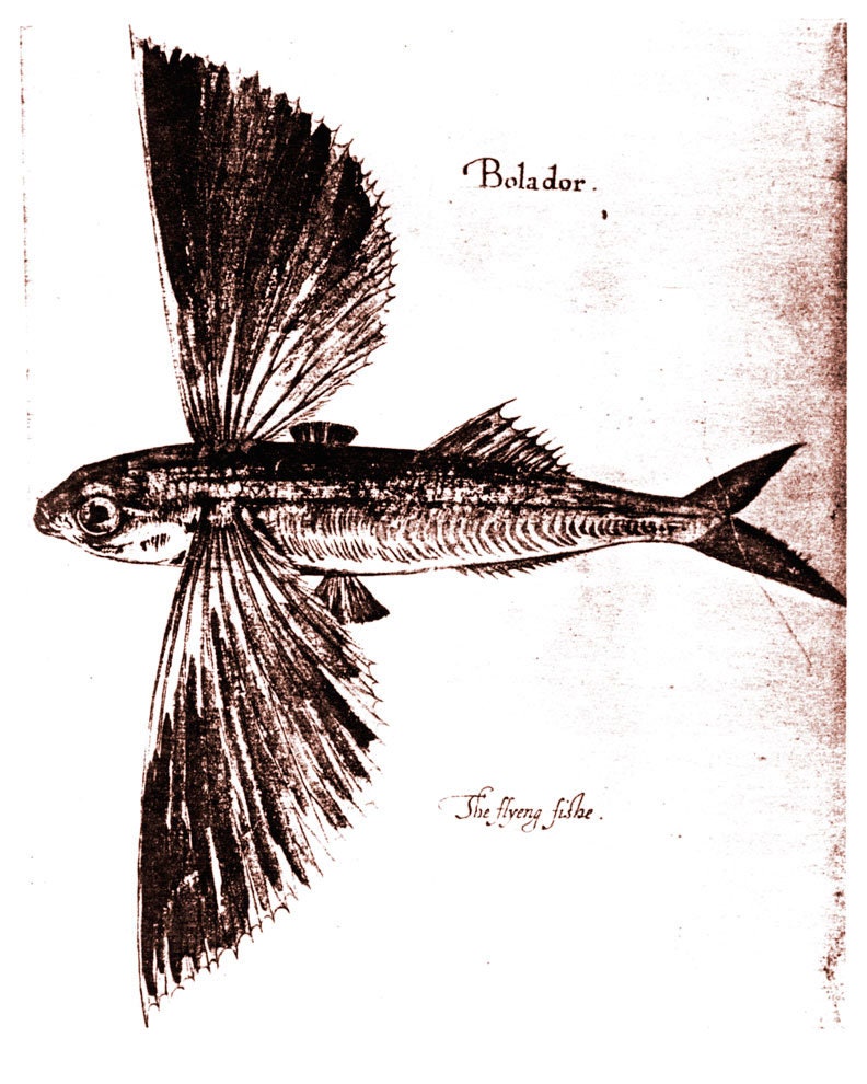 Flying Fish Drawing Fish Art Print Antique Illustration Fish Decor Fish ...