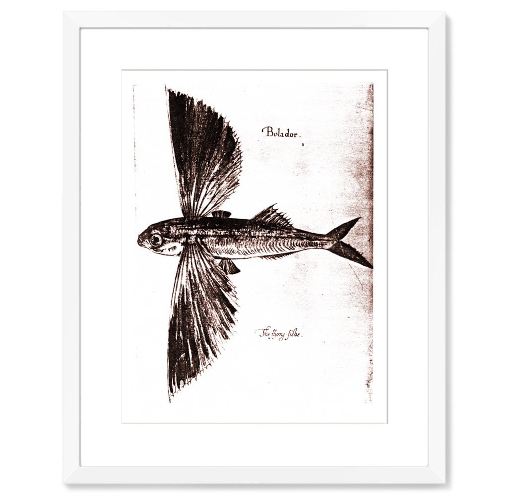 Flying Fish Drawing Fish Art Print Antique Illustration Fish Decor Fish ...