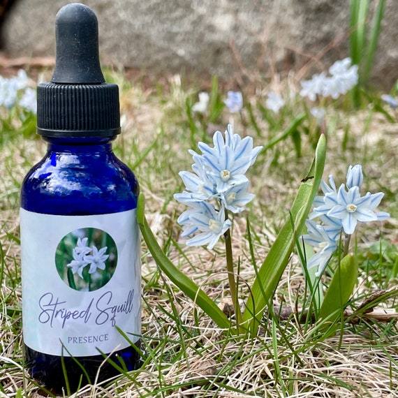 Striped Squill Flower Essence | Presence — Stenella Farms