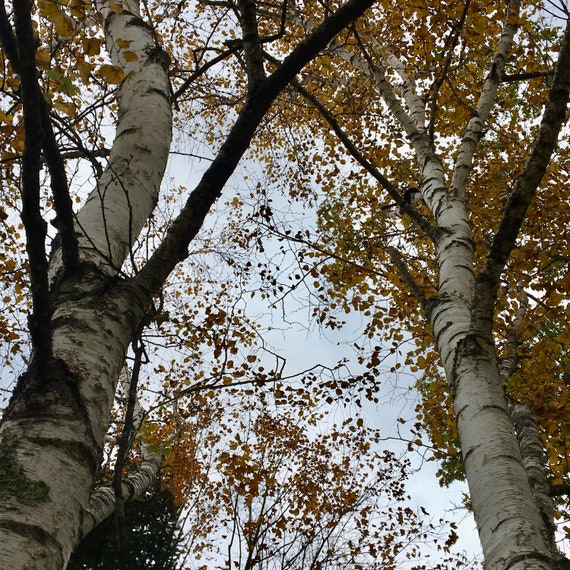 Gold Birch Tree Essence | Layers of You — Stenella Farms