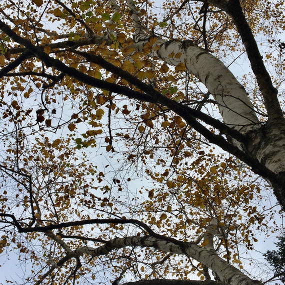 Gold Birch Tree Essence | Layers of You — Stenella Farms