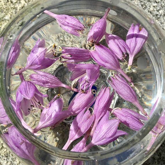 Purple Lady Finger Hosta Flower Essence | Abundance — Stenella Farms