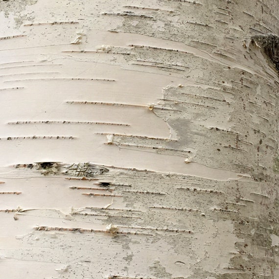 Gold Birch Tree Essence | Layers of You — Stenella Farms