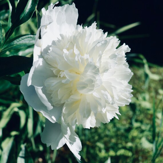 Peony Flower Essence | Sacred — Stenella Farms