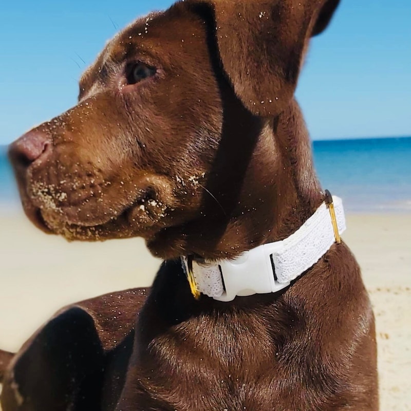 Wedding Dog Collar - Etsy