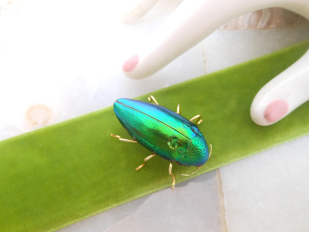 Vintage Real Beetle Brooch Iridescent Blue Green Insect Bug Pin Mid Century Jewelry Gift ...