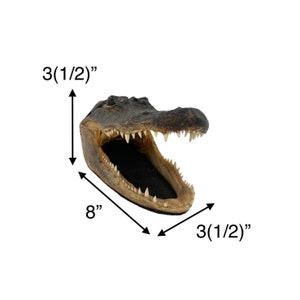 Alligator Taxidermy Head in Wood Glass Display Case Vintage Home Decor ...