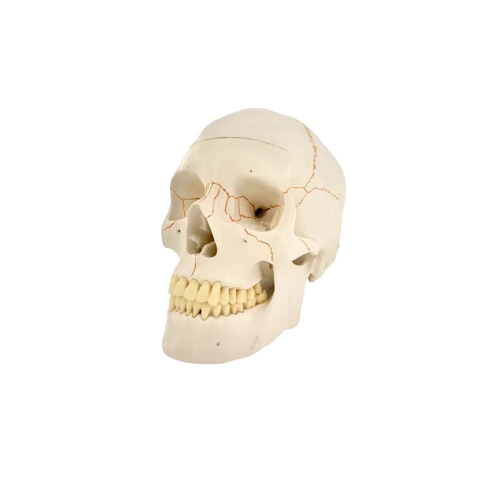 Human Skull Model Life Size Medical Quality Anatomical Model - Etsy