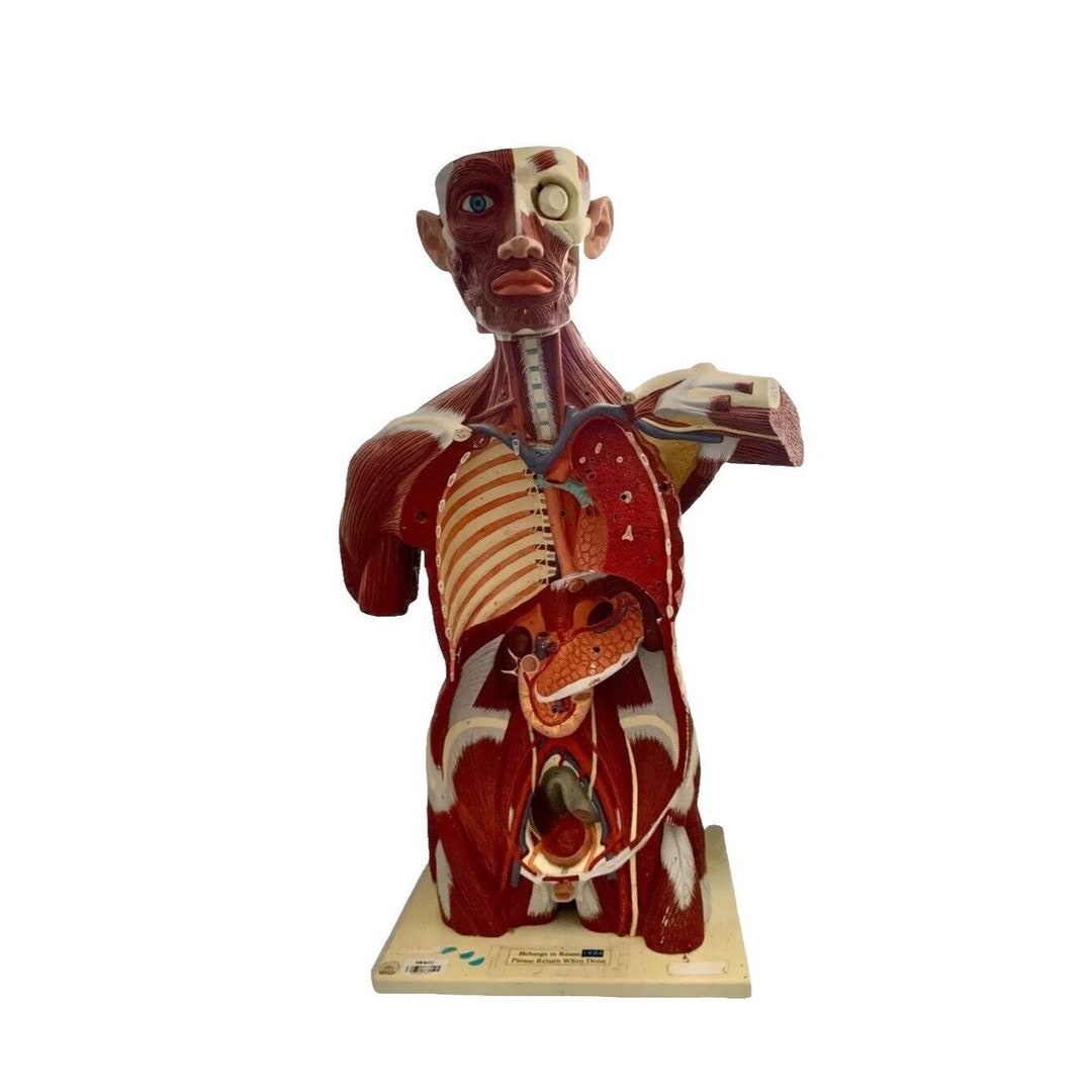 Human Anatomy Model Body Torso Figure Vintage 3D Organ Medical ...