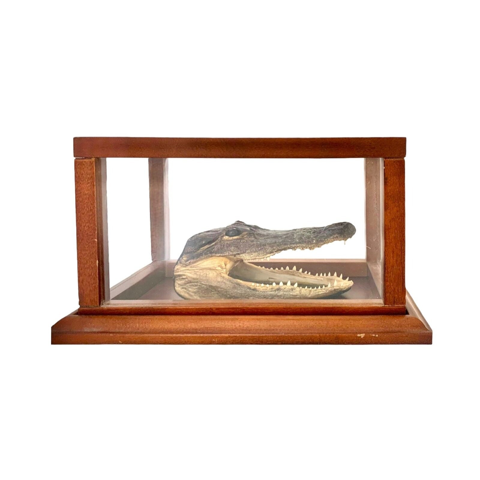 Alligator Taxidermy Head in Wood Glass Display Case Vintage Home Decor ...
