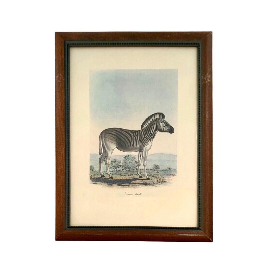 Zebra Print Animal of Africa Frederic Cuvier Collection Safari Art ...