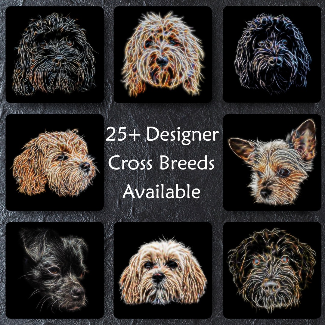 Designer Cross Breed Coaster. Various Breeds Including Cockapoo ...