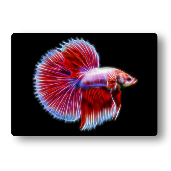 Super Delta Betta Fish