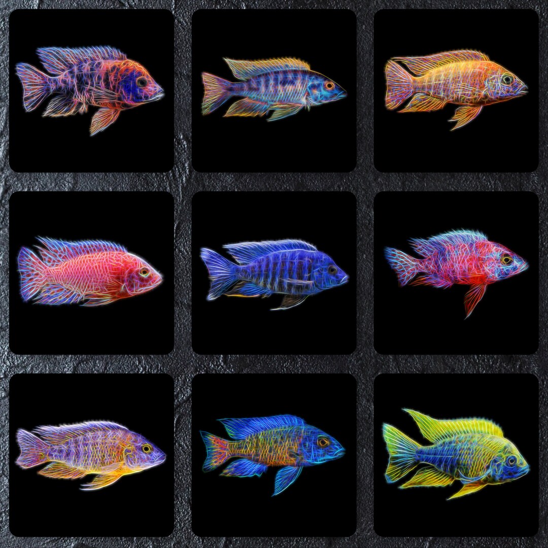Peacock Cichlid Coaster With Stunning Fractal Art Design. Choose One of ...