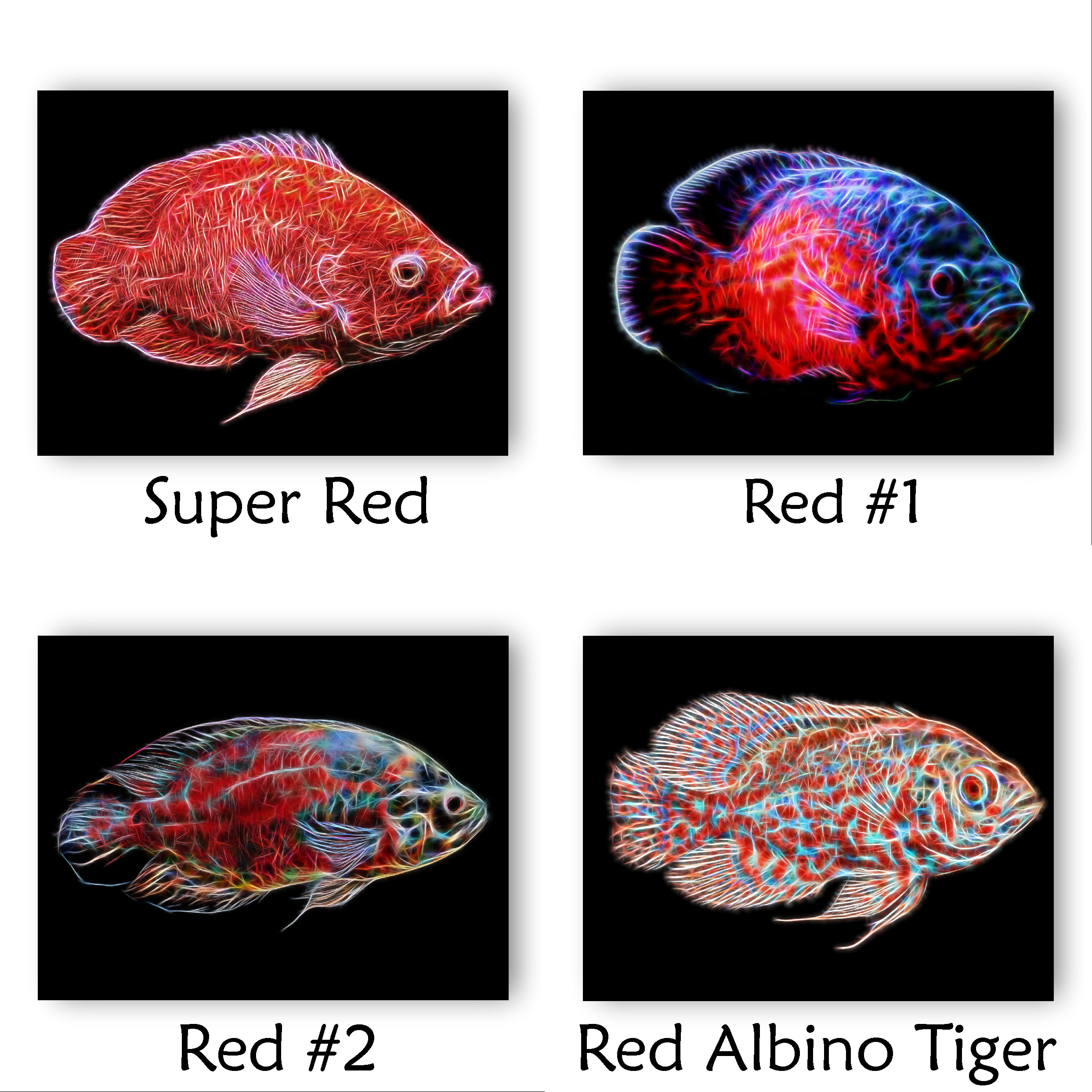 Super Red Oscar Fish