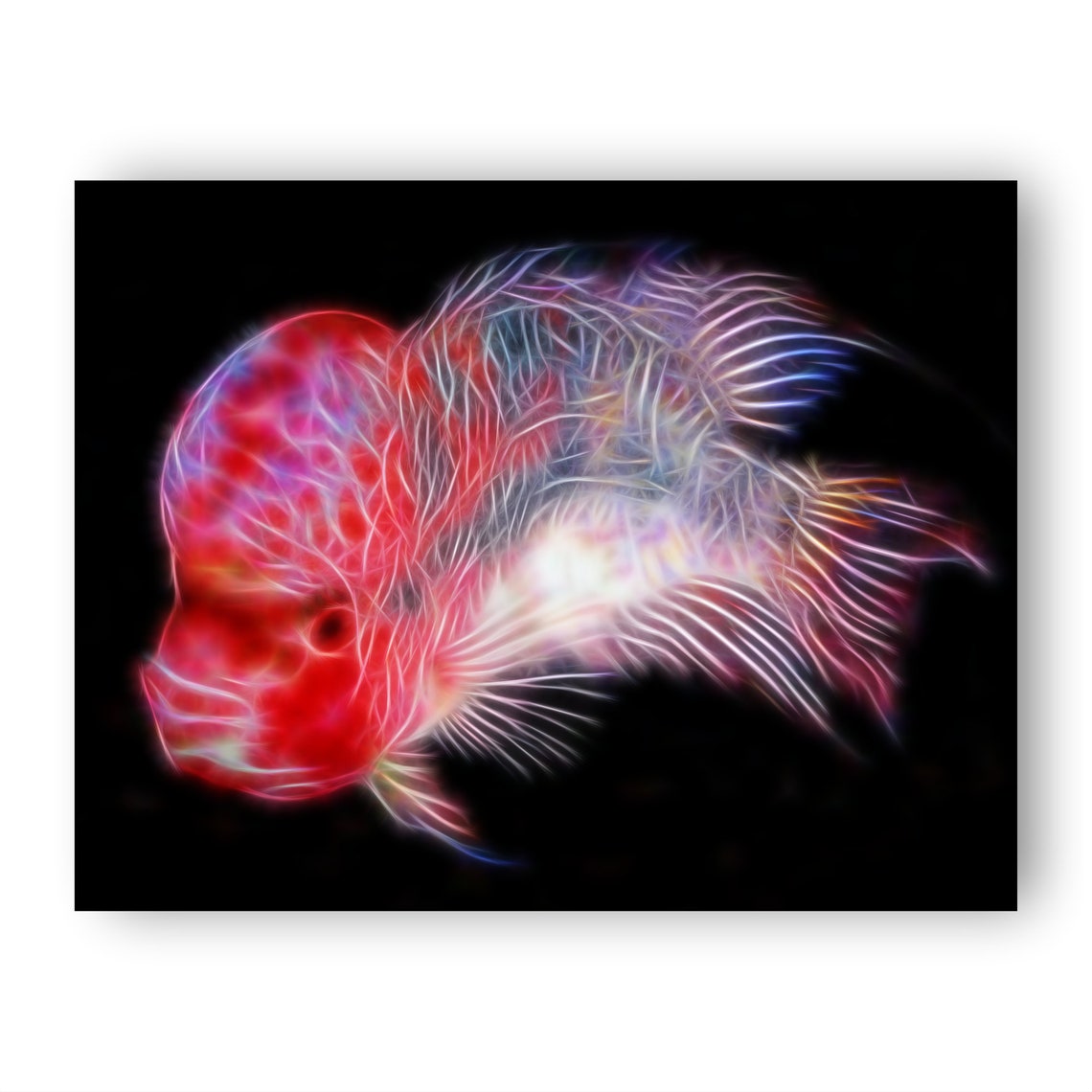 Flowerhorn Cichlid Fish Print With Stunning Fractal Art Design - Etsy