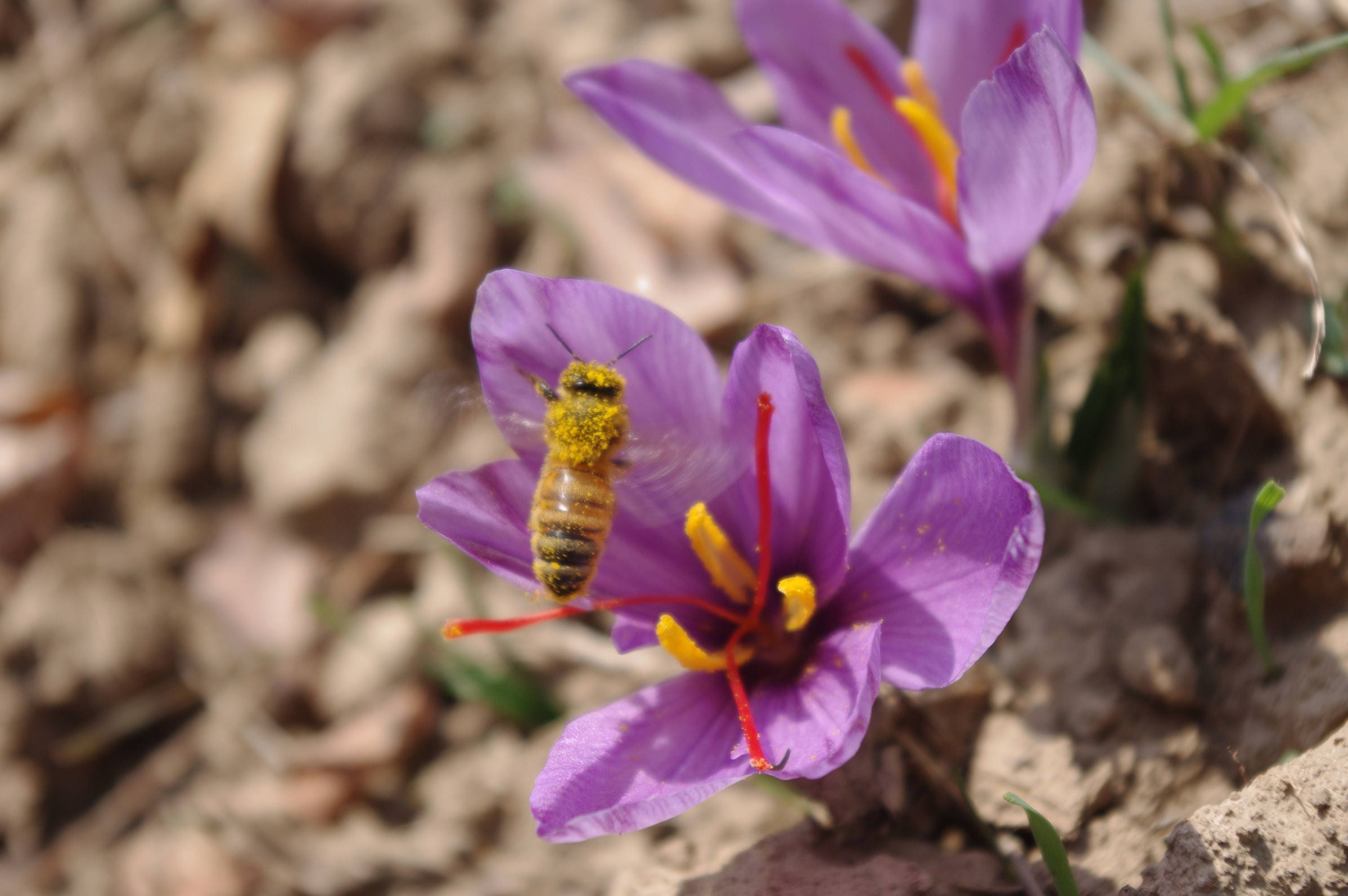A Bee in A Saffron Flower - Etsy