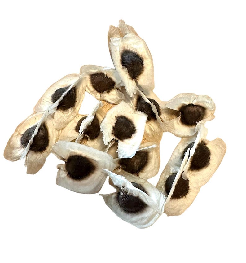 Moringa Tree Seeds (moringa Oleifera) - Etsy
