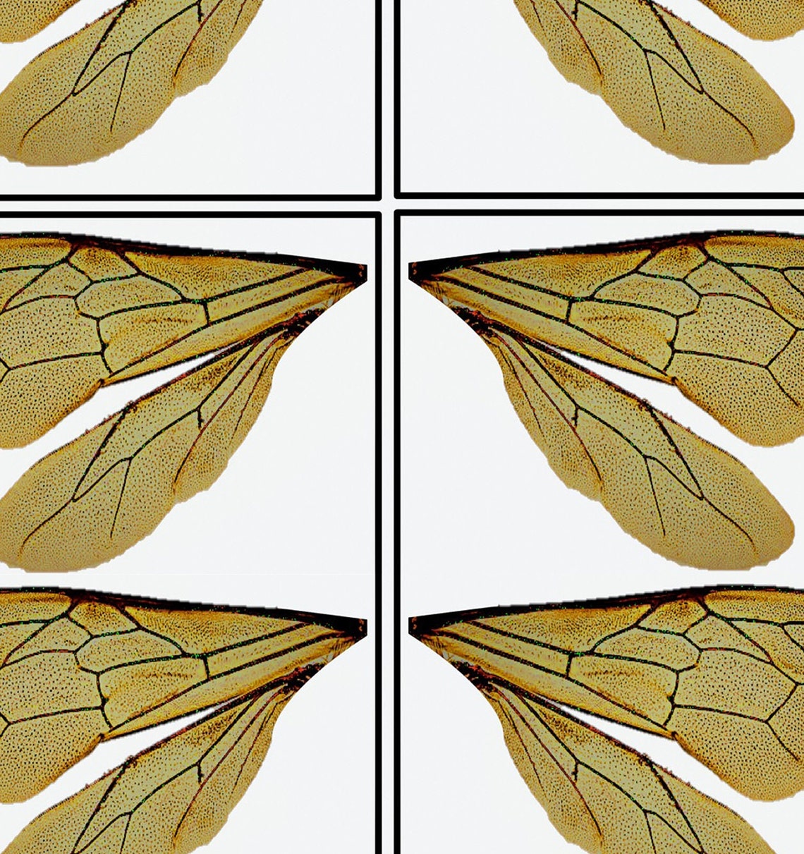 Extra Large Bee Wings - Etsy