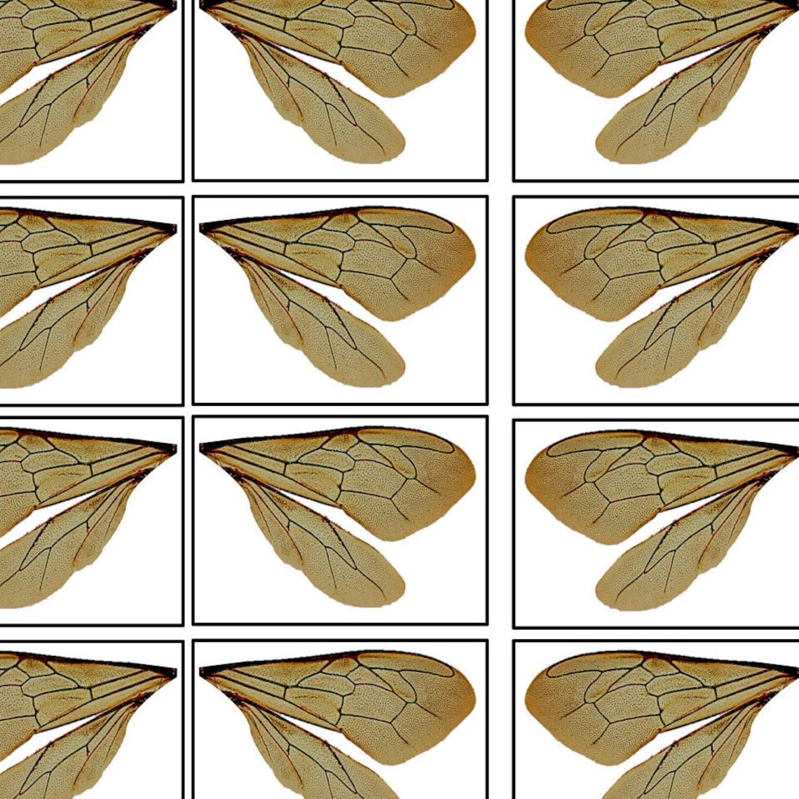 Bumble Bee Wing Download - Etsy UK