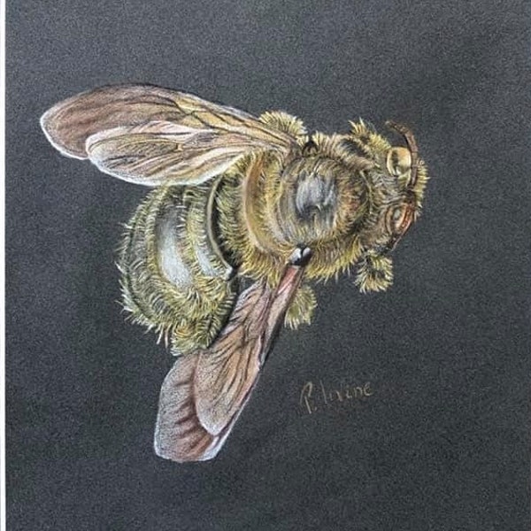 Bee Drawing - Etsy UK