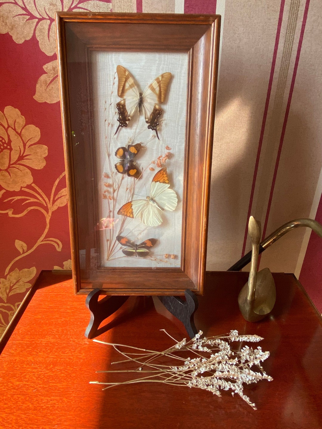Papillon sous cadre naturalisé entomologie cadre papillon - Etsy 日本