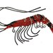 Tiger Shrimp Brooch Prawn Marine Life Rare Bettina Von Walhof - Etsy