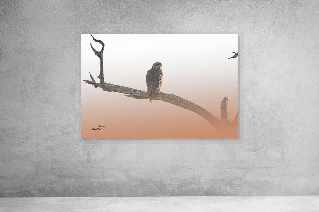 Bataleur Eagle - Etsy