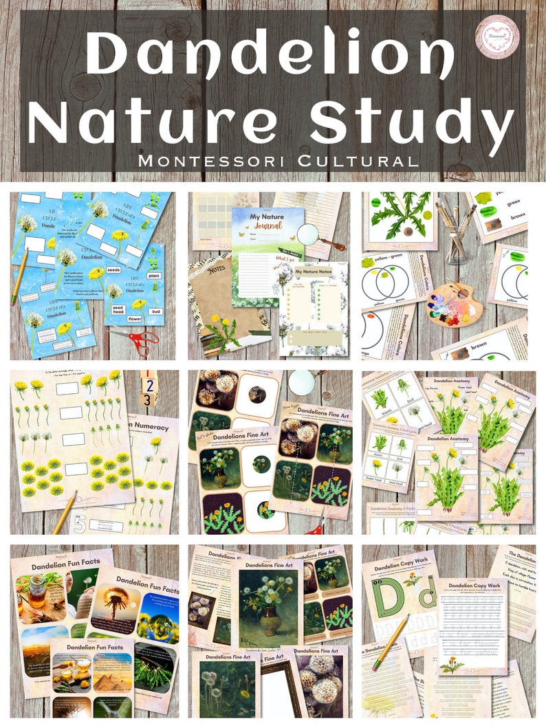Dandelion Montessori Cultural Study Botany Anatomy Lifecycle Math Fine ...