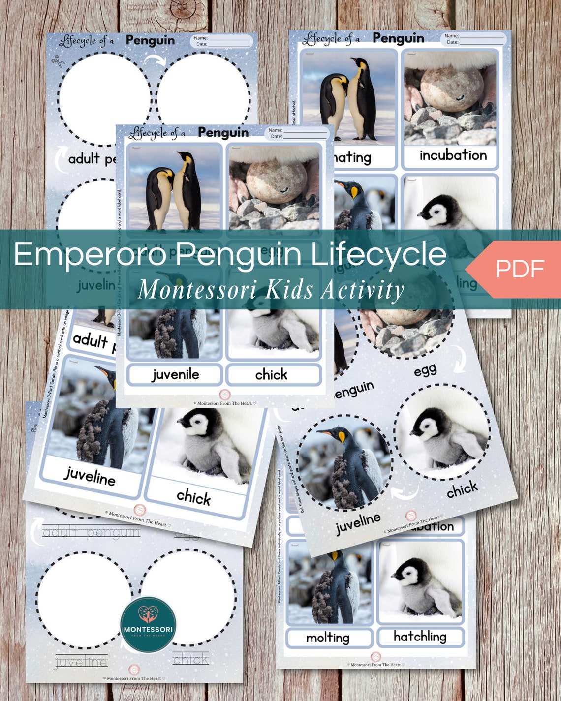 Penguin Life Cycle Montessori Printable Kids Activity, 7 Pages Life ...