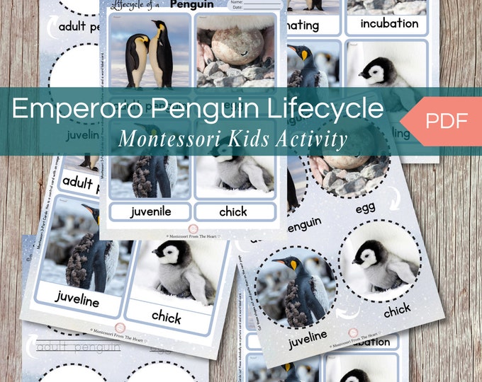 Foldable Penguin Life Cycle Learning Activity for Kids | A4 and 11x8.5 ...