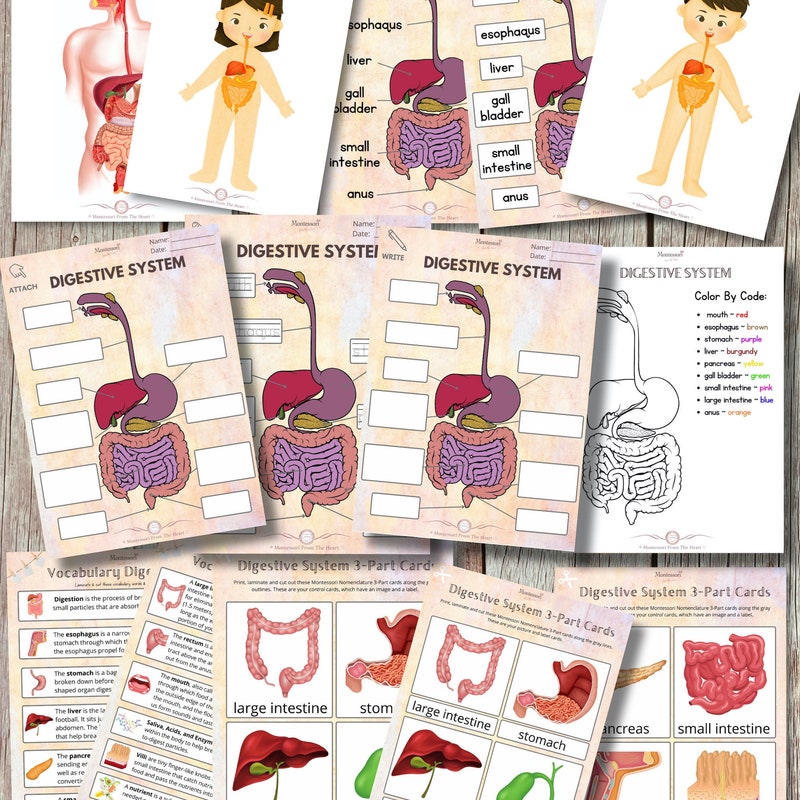 Digestive System - Etsy