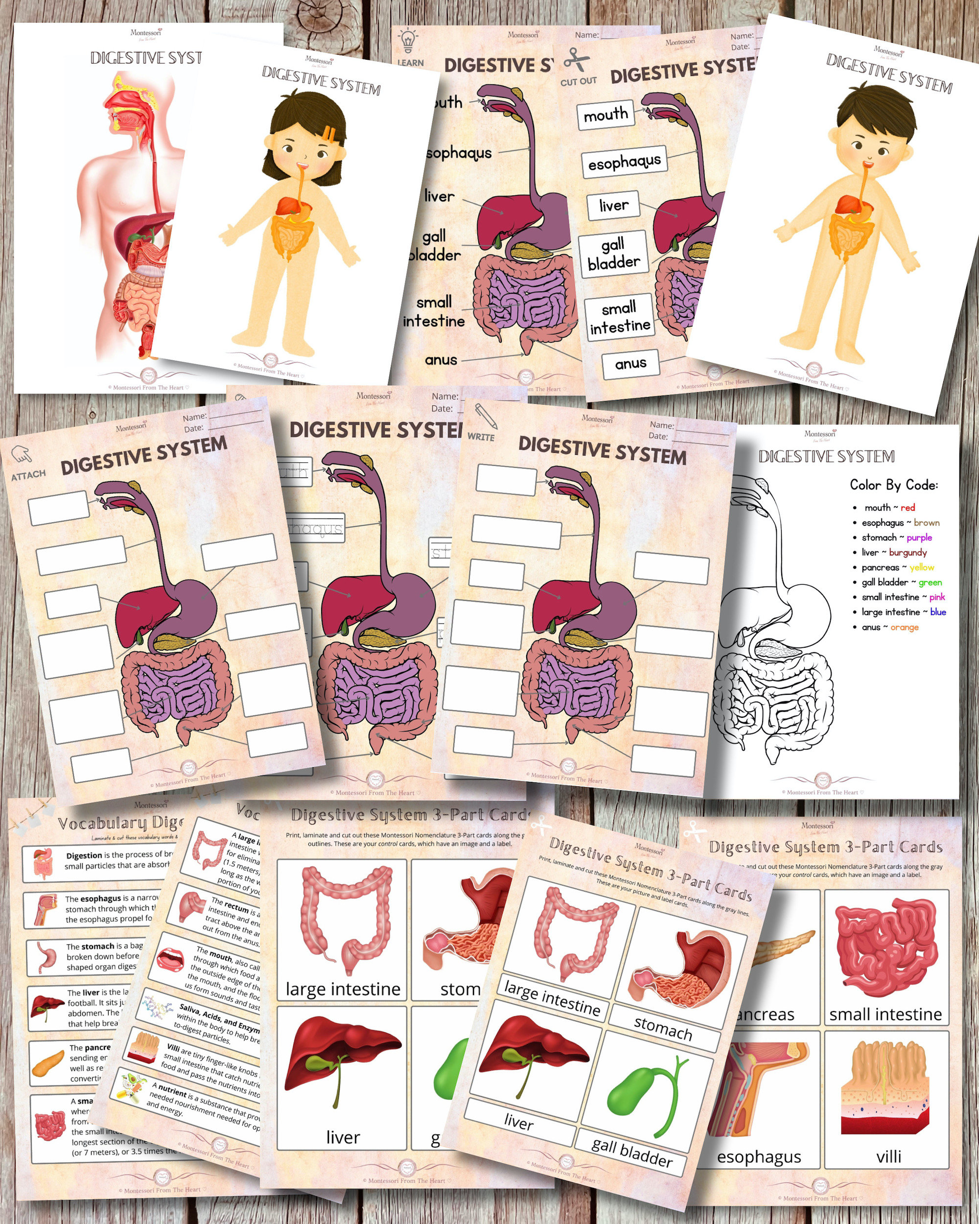 Digestive System Human Anatomy Kids Activities 18-page Printable - Etsy