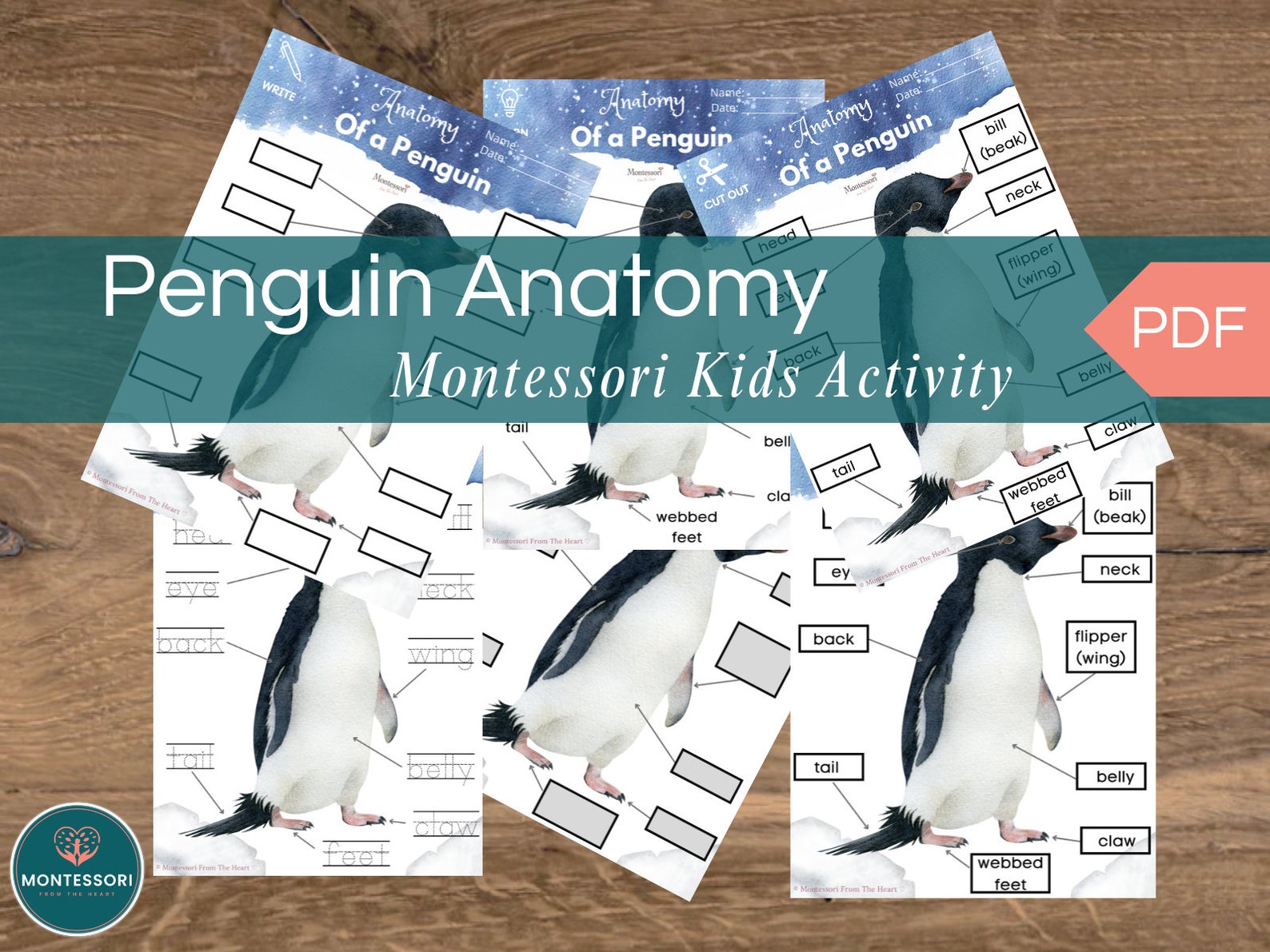 Penguin Anatomy Montessori Printable Kids Activity, 6-page Parts of a ...
