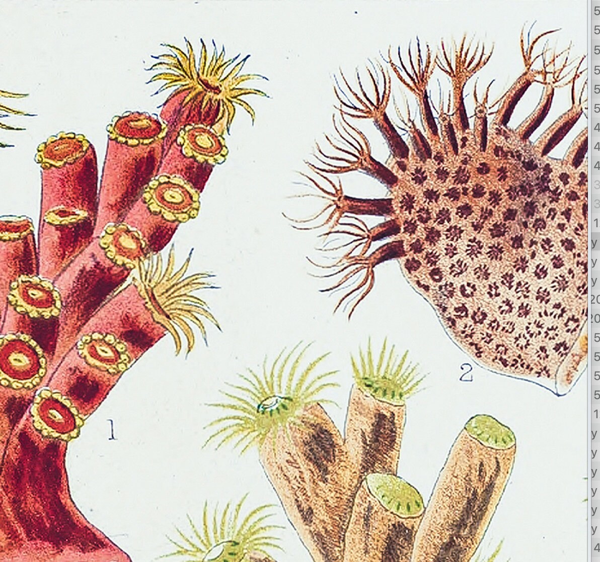 Plating Coral, Tubastrea, Digital Download, Coral Poster, Coral Art ...