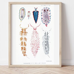 Sea Slug, Digital Art, Downloadable Print, Science Art, Ocean ...