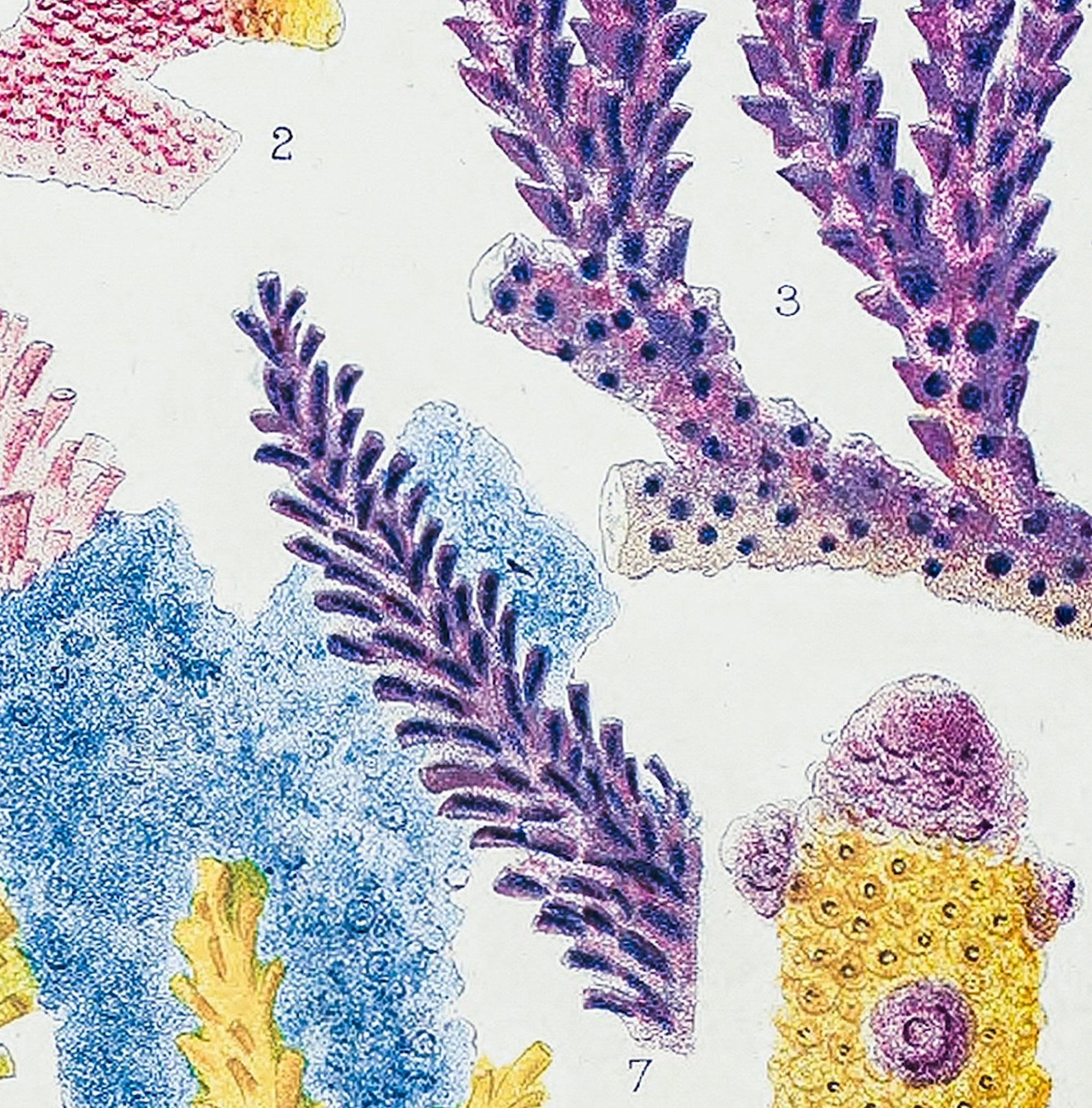 Acropora Coral, Digital Download, Coral Poster, Coral Art, Vintage ...