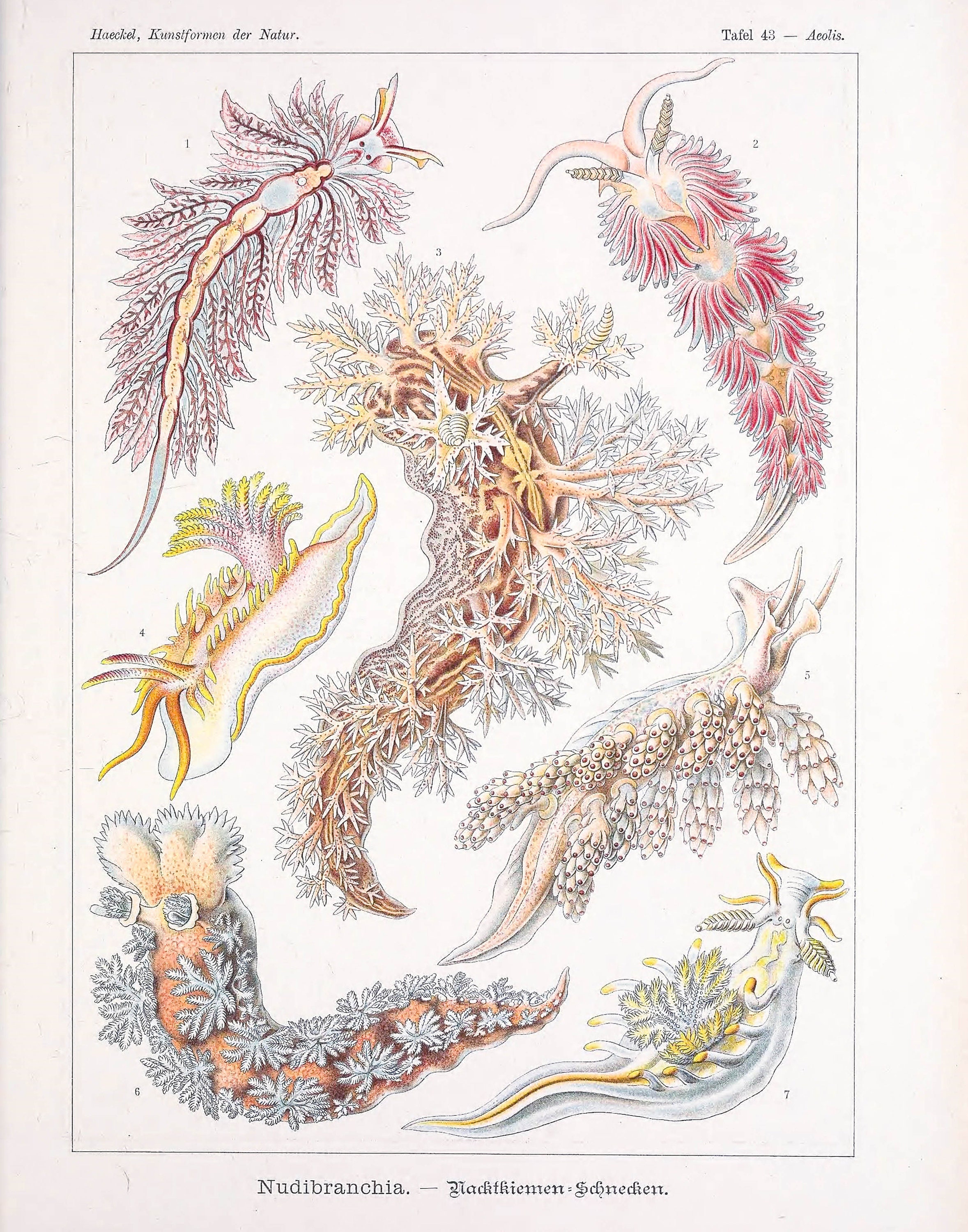 Nudibranch, Sea Slug, Vintage Drawing, Science Drawing, Marine Biology ...