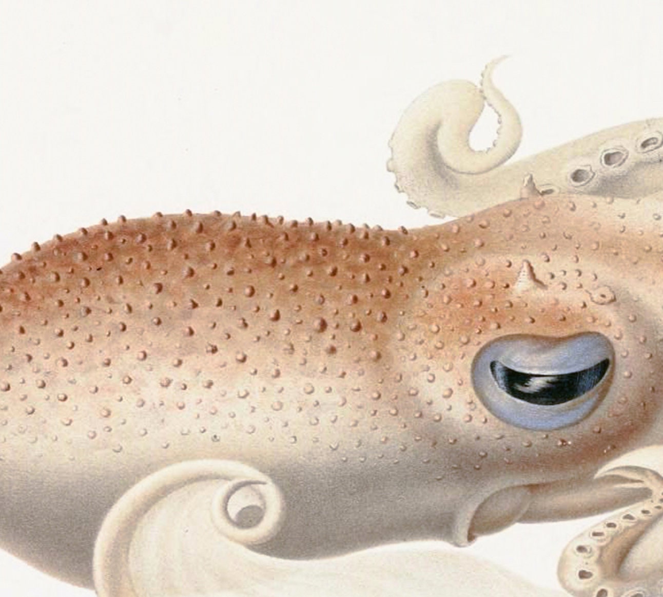 Science Art Drawings, Cephlapods, Octopus and Squids, Nautical Theme ...
