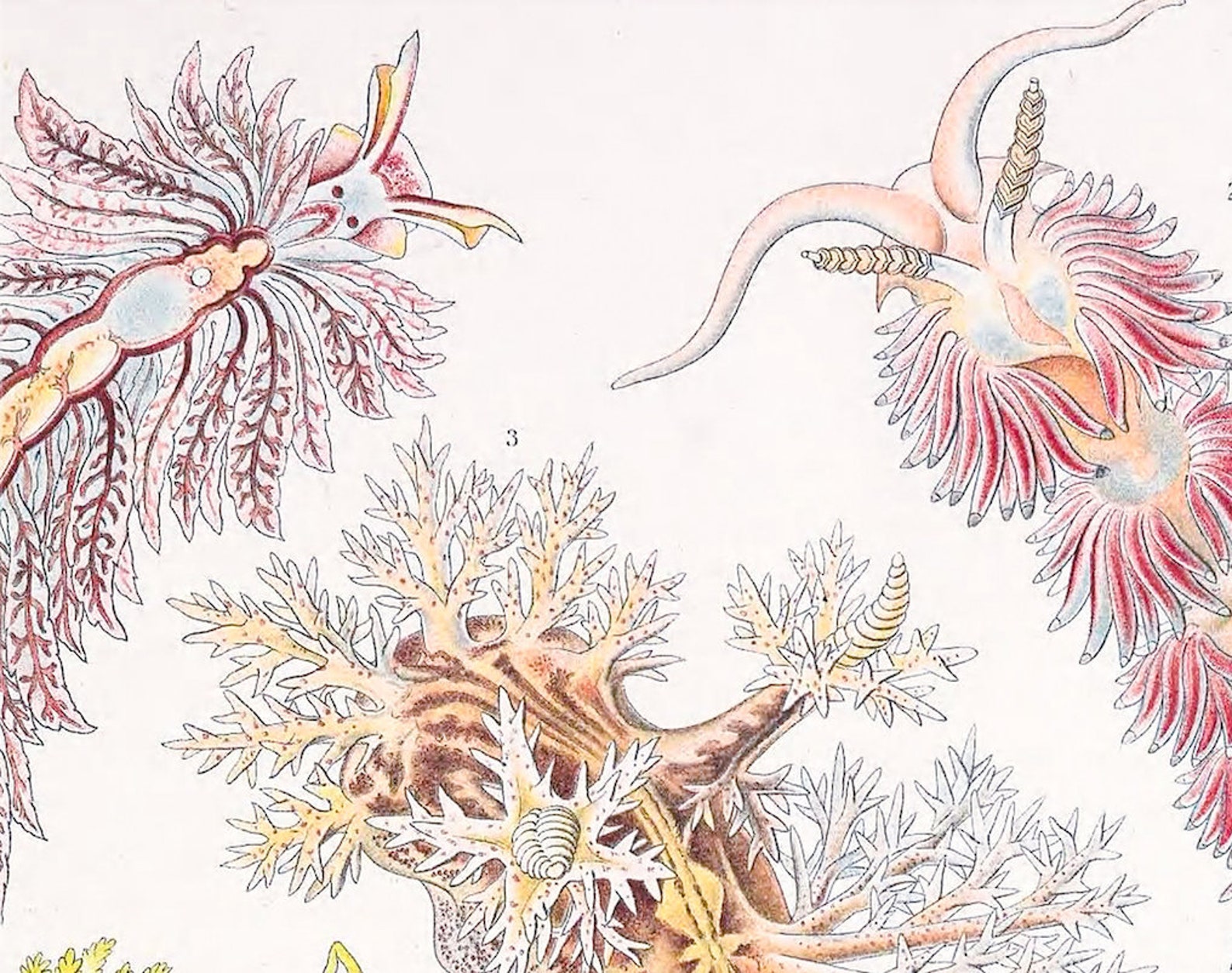 Nudibranch, Sea Slug, Vintage Drawing, Science Drawing, Marine Biology ...